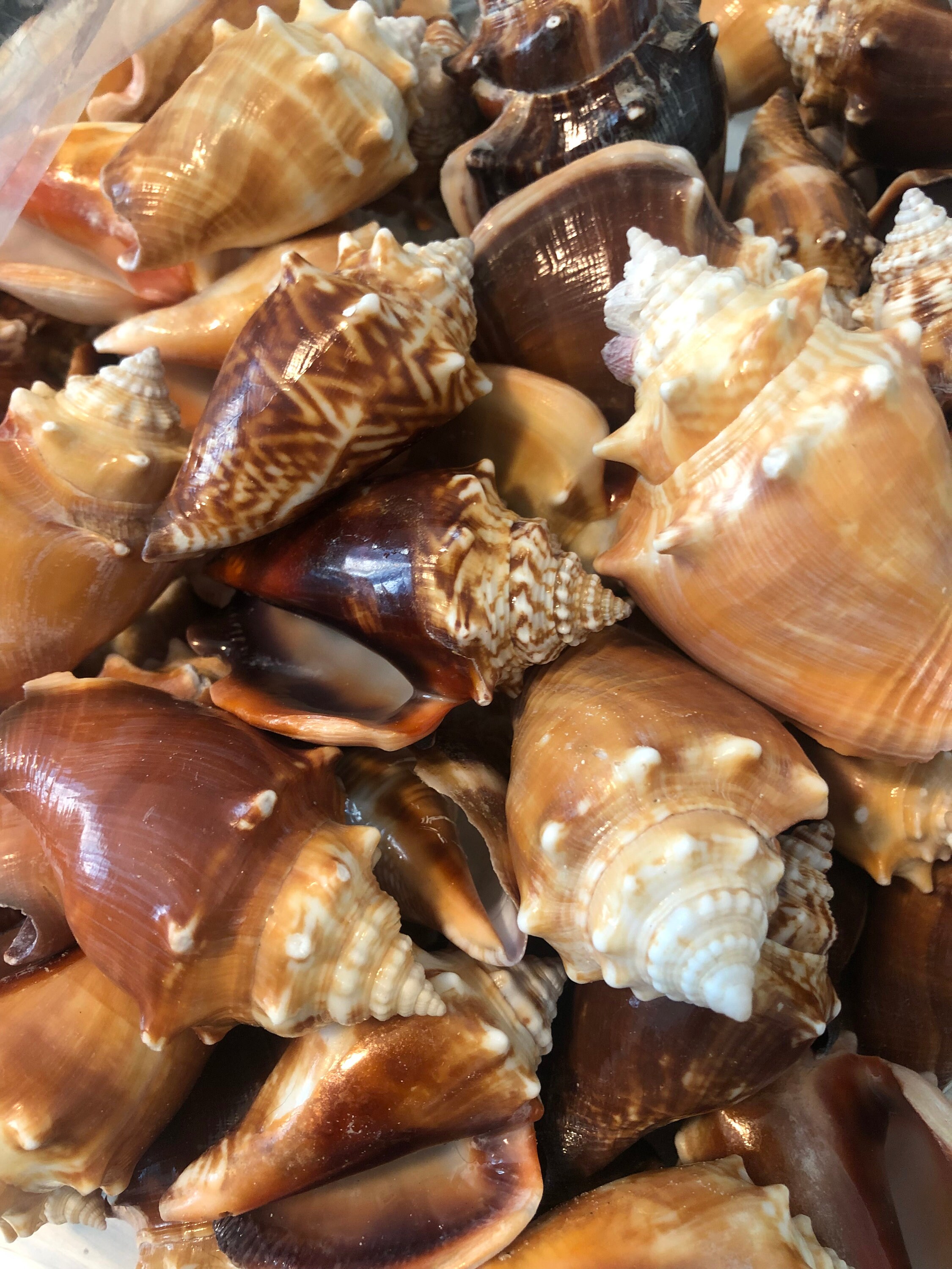 Natural Florida Fighting Conch Seashells naples 1 EA, Vase Filler Decor ...