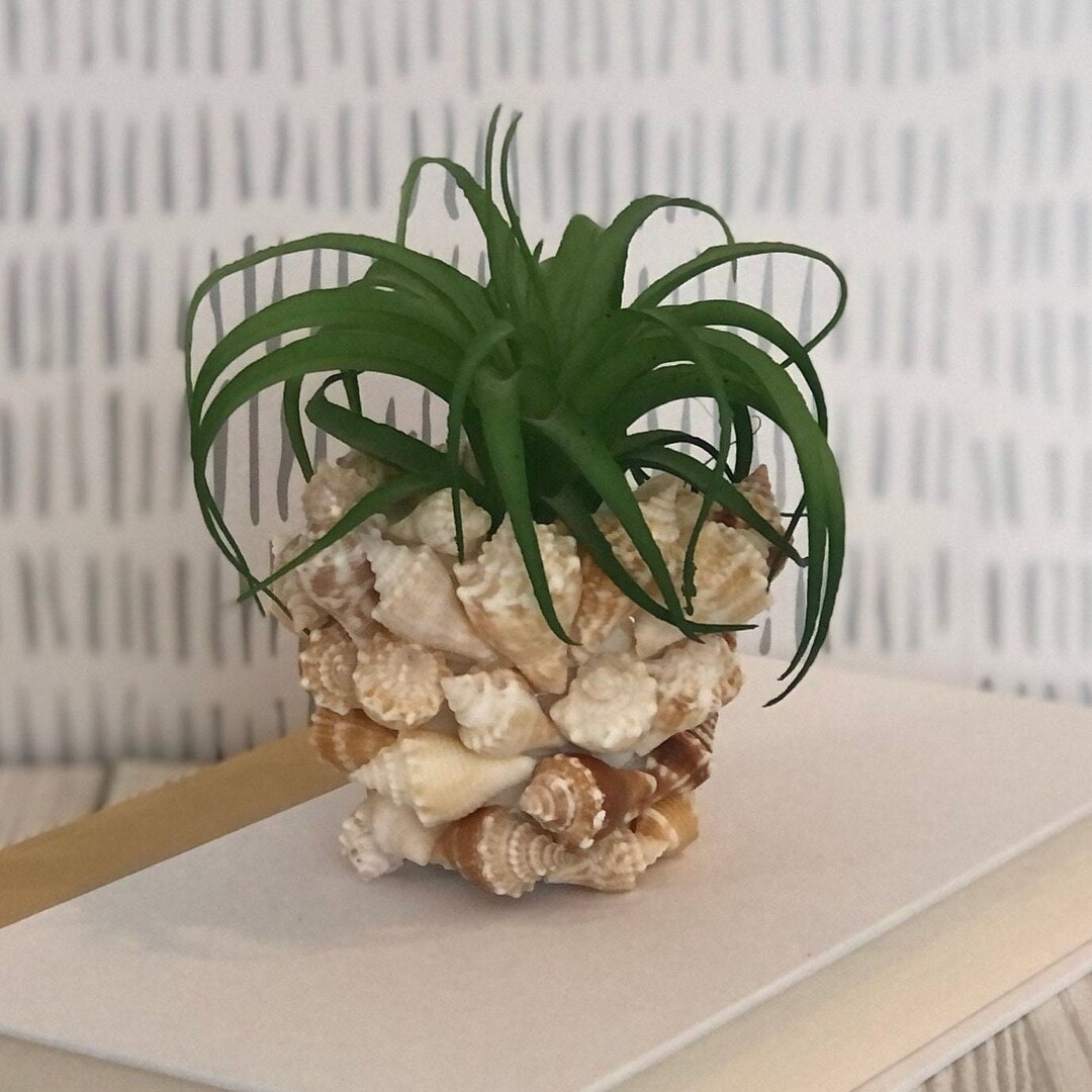 Decorative Pots for Plants, Beach Lovers, Coastal Decor, Seashell ...