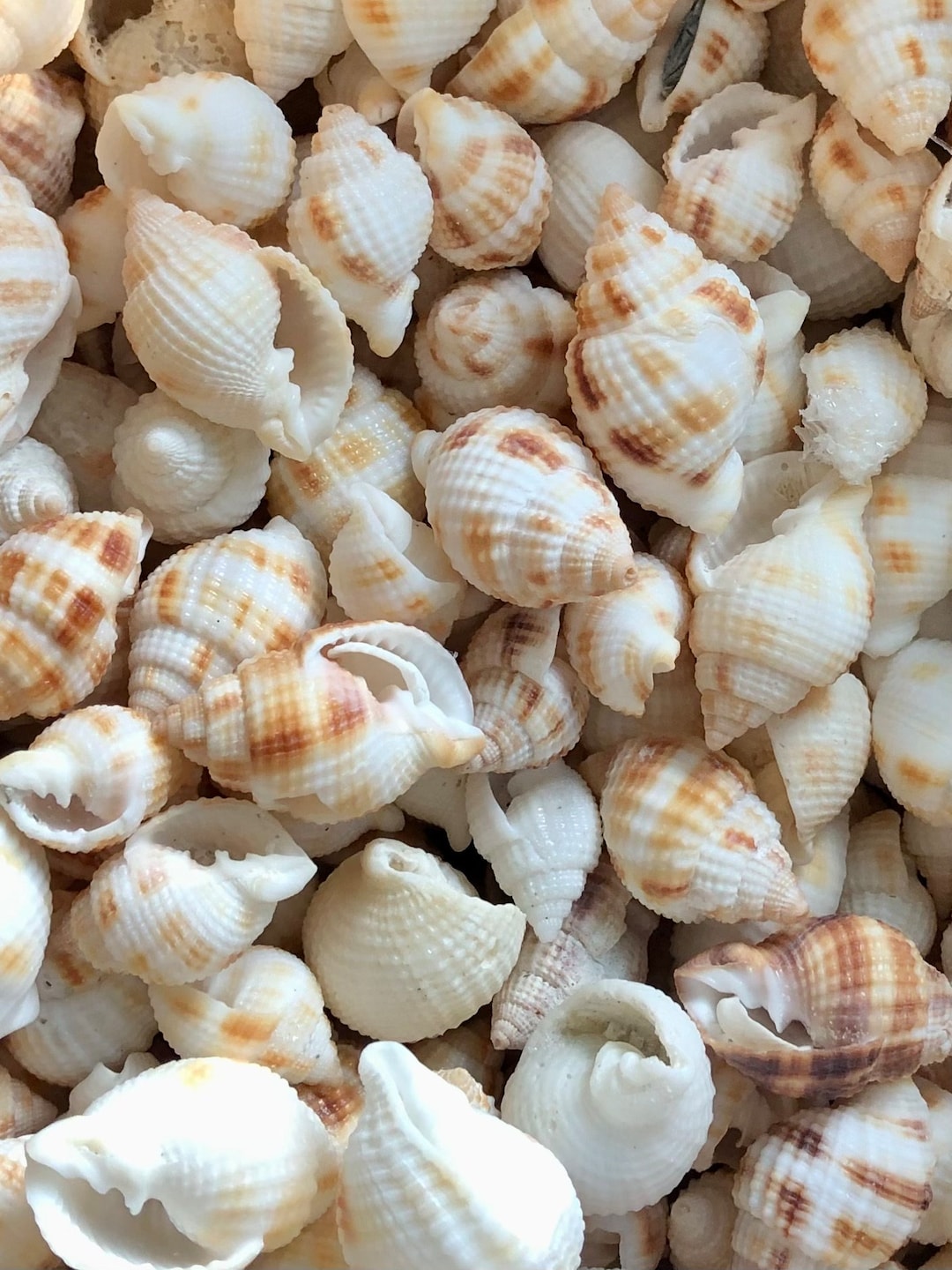 Natural Florida Nutmeg Shell (1 EA), Craft Shells, Real Seashells ...