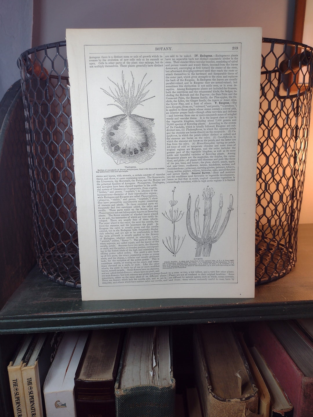 Botany Print, Encyclopedia Print, Antique,1889,wall Art,vintage Print ...