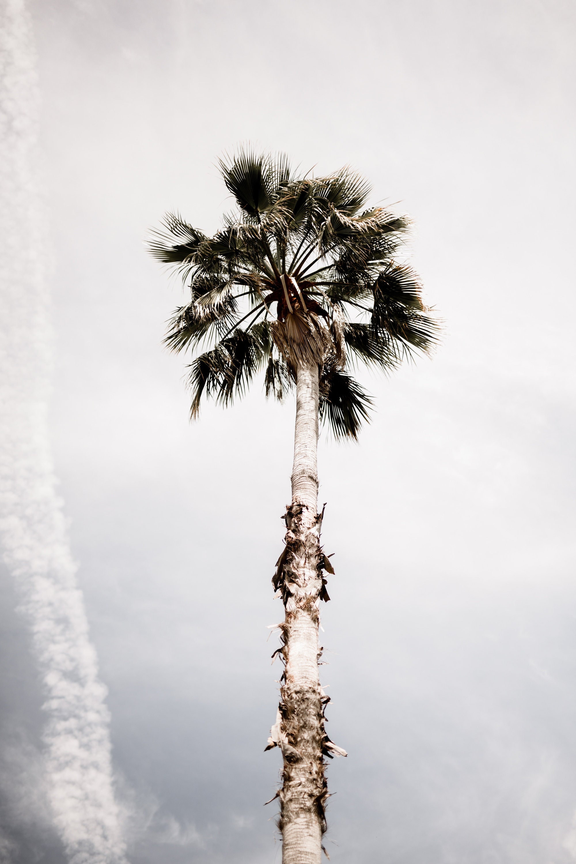 Palm Tree Digital Download - Etsy