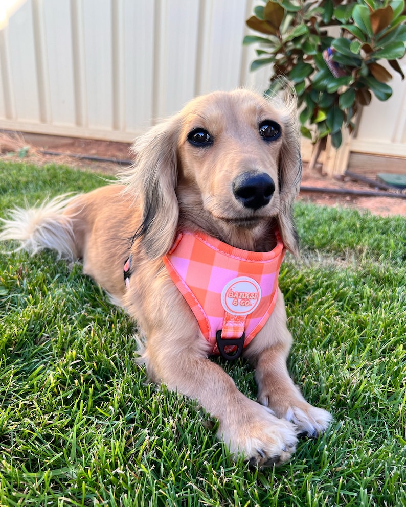Orange Dog Harness Set - Etsy