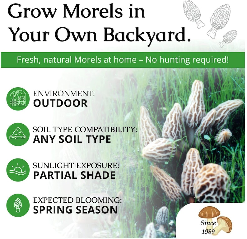 Morel Habitat Kit® : Backyard Habitat - Morchella Esculenta - Etsy