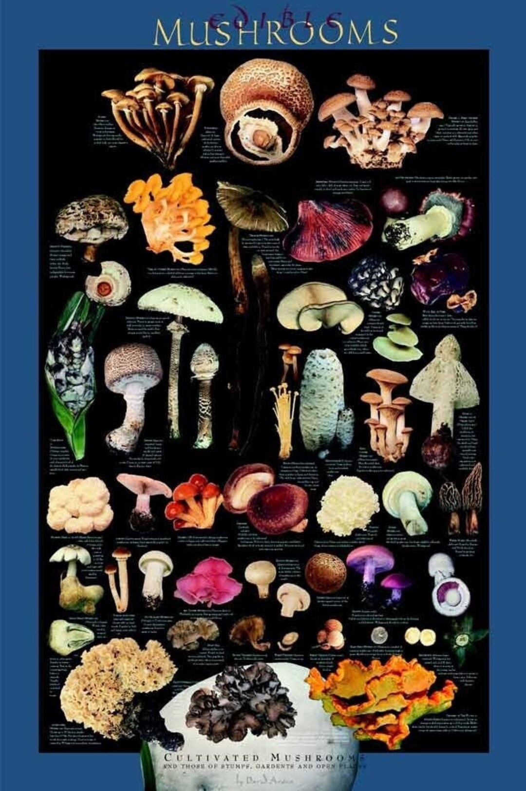 EDIBLE Field & Garden Mushroom Poster by David Arora - Etsy