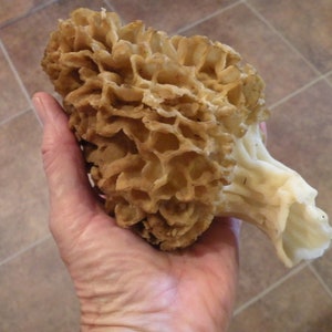 Morel Habitat Kit ® Morel Mushroom Grow Kit - Etsy