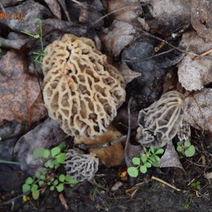 Morel Habitat Kit® : Backyard Habitat - Morchella Esculenta - Etsy
