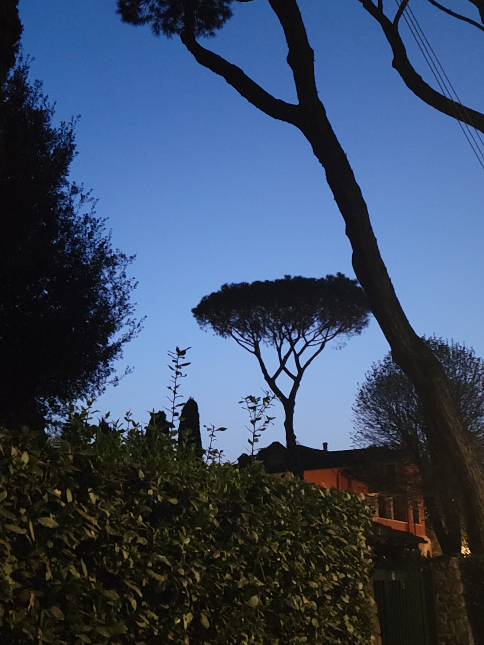 Digital, Download, Nature, Trees, Italy, Print, Travel - Etsy