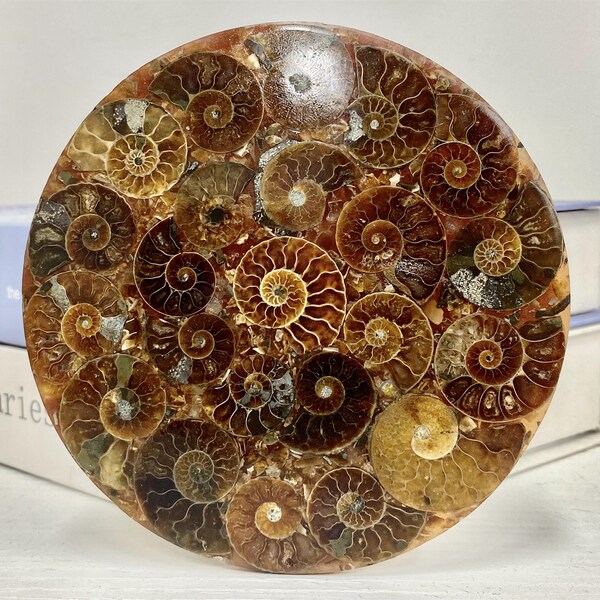 Ammonite Shell - Etsy