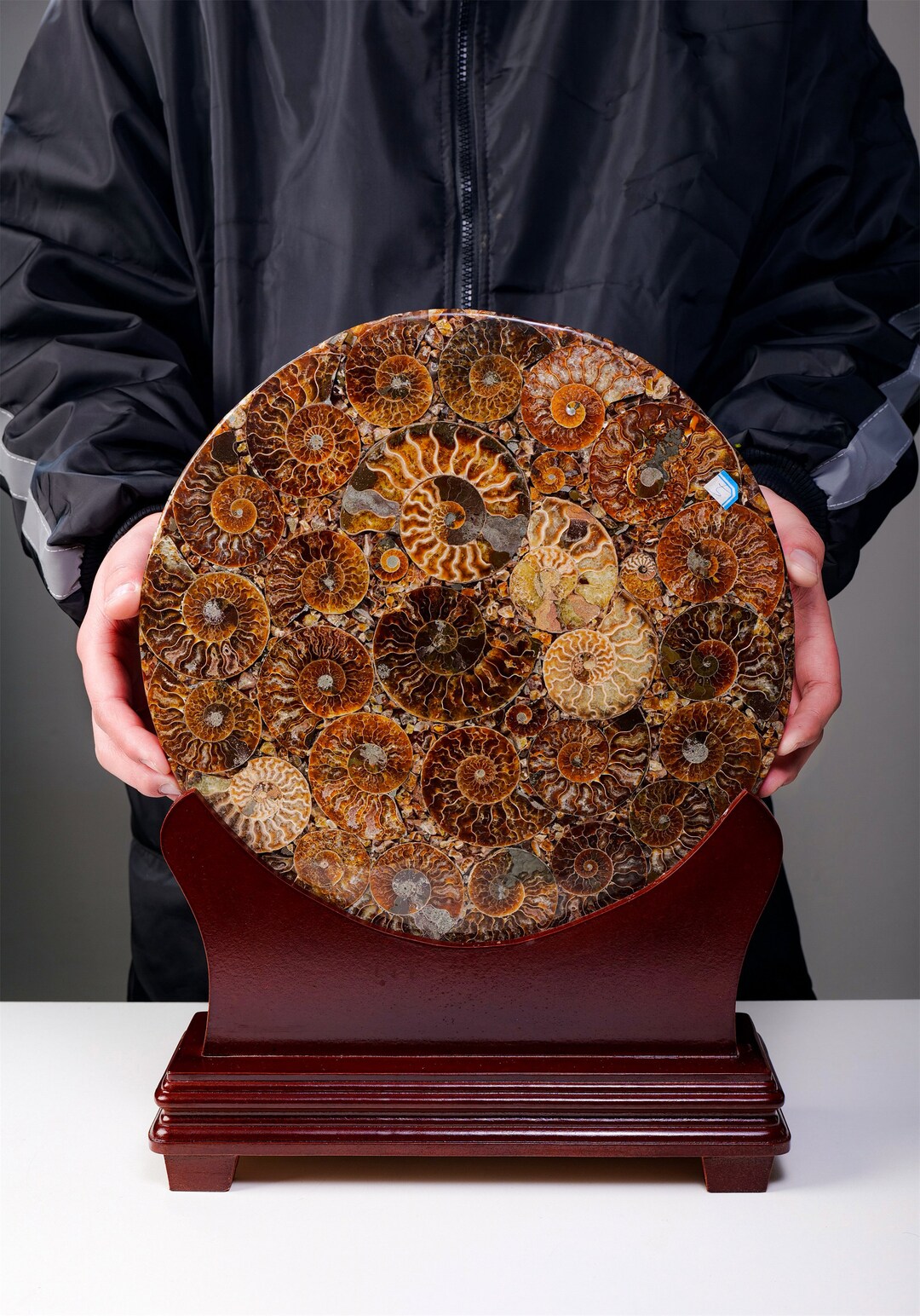 30CM Top Natural Large Ammonite Fossil Shell Plate Disk Conch - Etsy UK