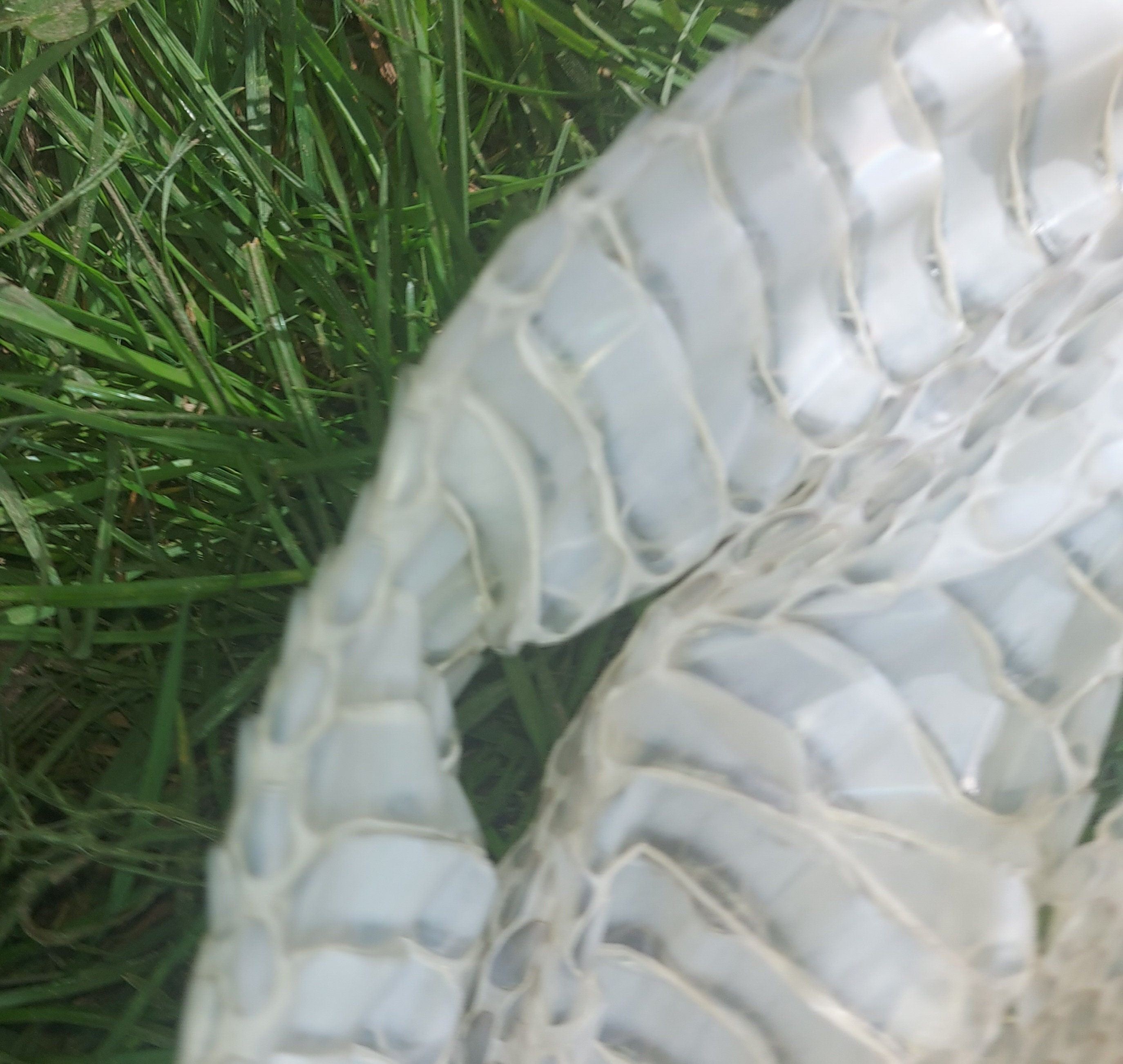 REAL Ethically Sourced Natural Full Snake Shed Skin, Beauty Snake, Corn ...