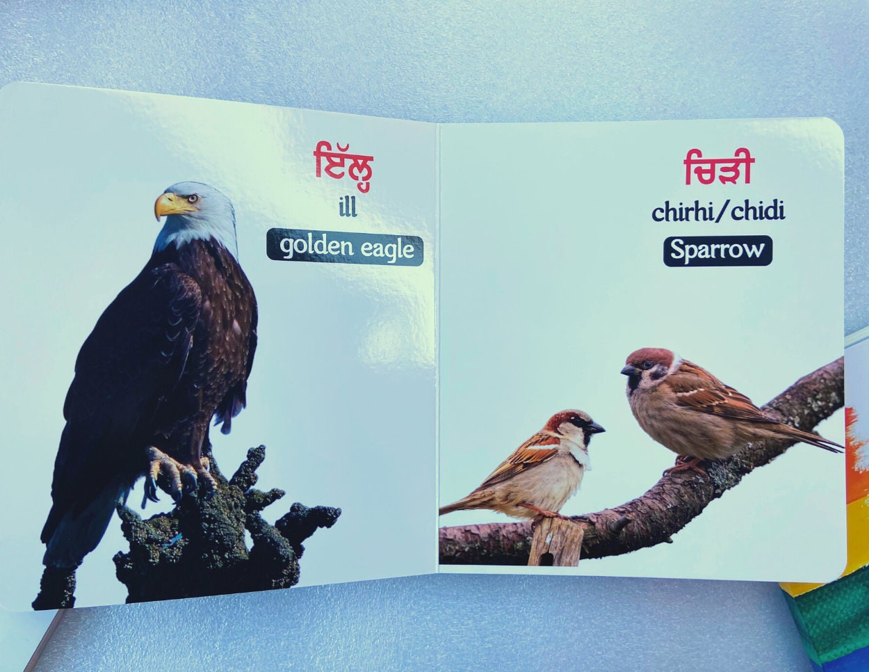 Punjabi Board Books Set I Birds & Animals Board Book I Panjabi Books ...