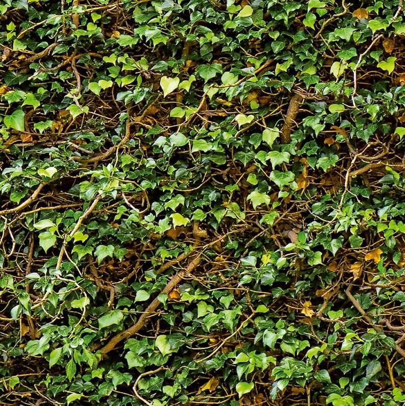 Climbing Ivy Wall Mural W144"xh100" Removable Faux Grass Realist Green ...