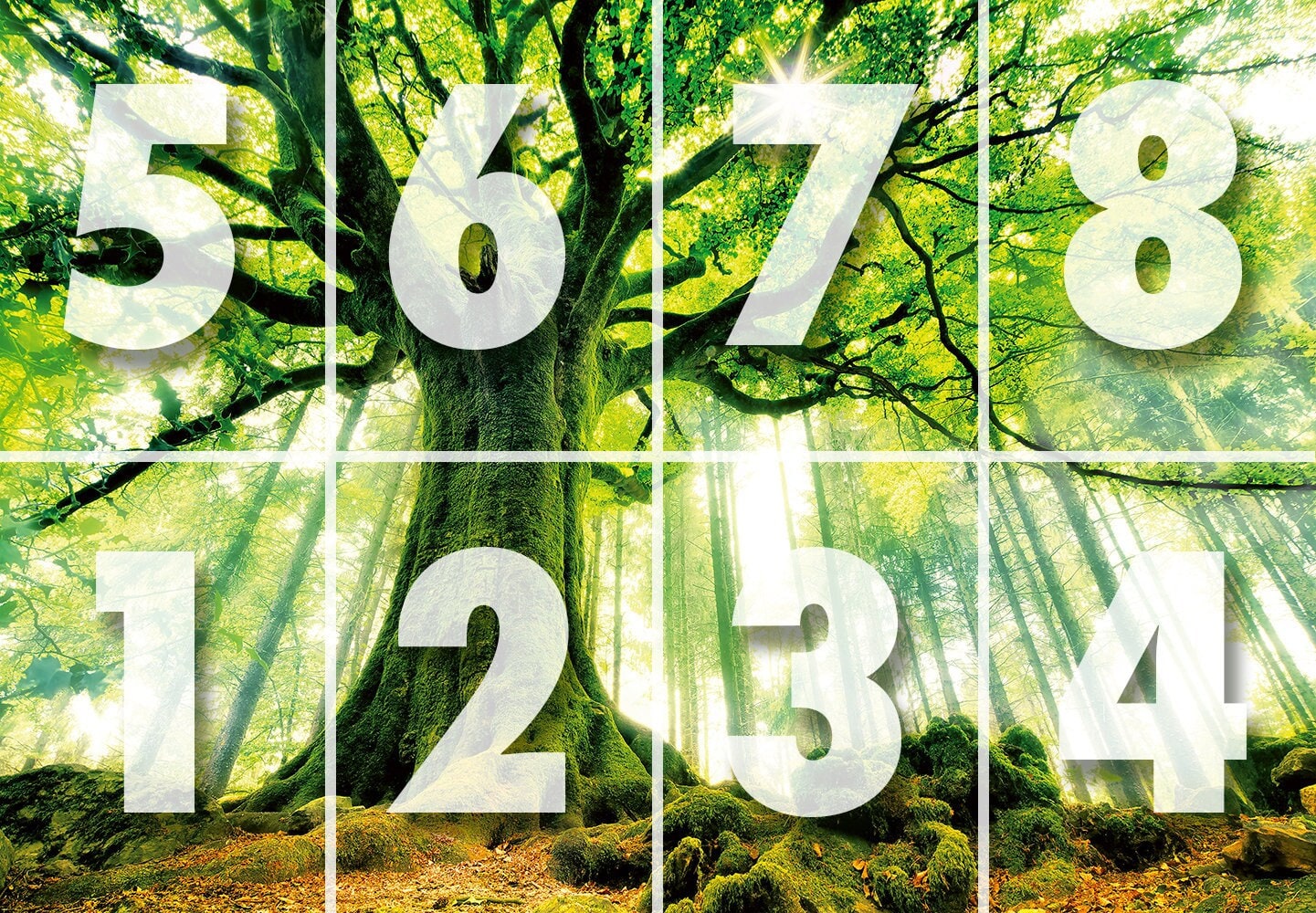 Tree Forest Wall Mural 144wx100h Removable | Beech Leaf Bright Green ...