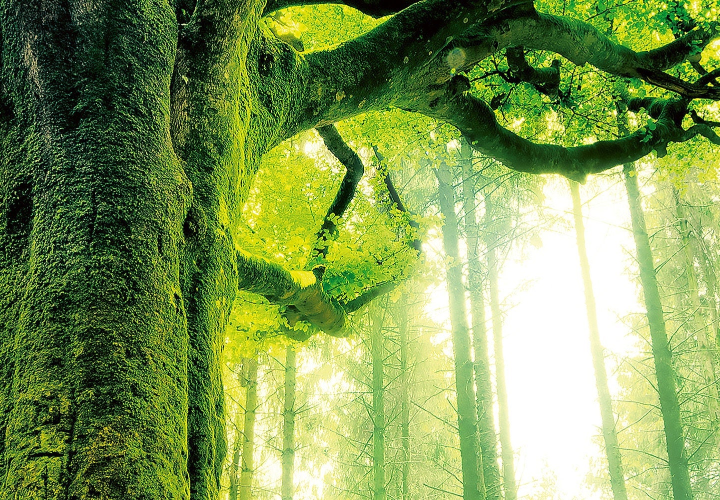 Tree Forest Wall Mural 144wx100h Removable | Beech Leaf Bright Green ...