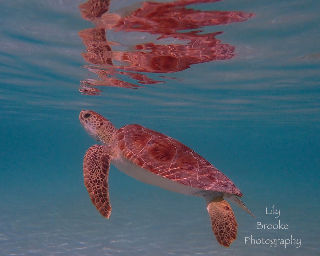 St. John Turtle Digital Download - Etsy