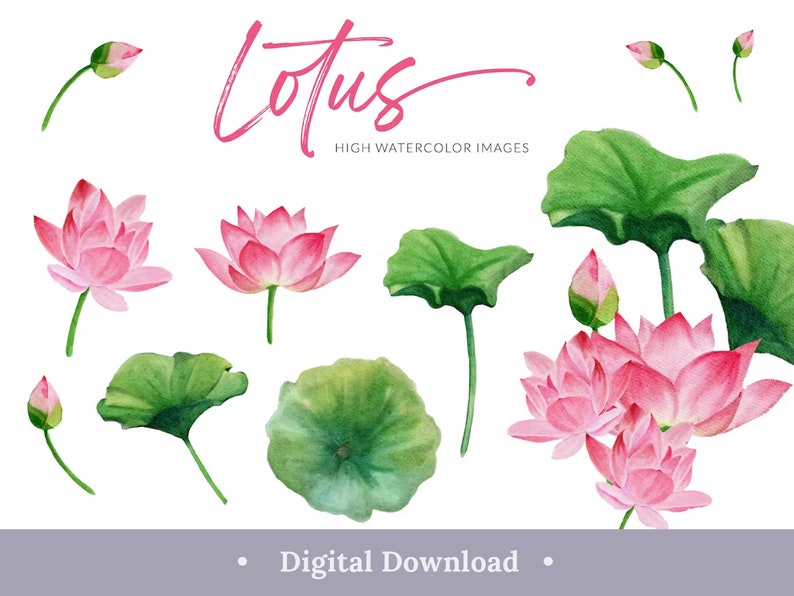 Watercolor Lotus Flower Graphic Floral Clipart Png Elegant Aesthetic 7 ...