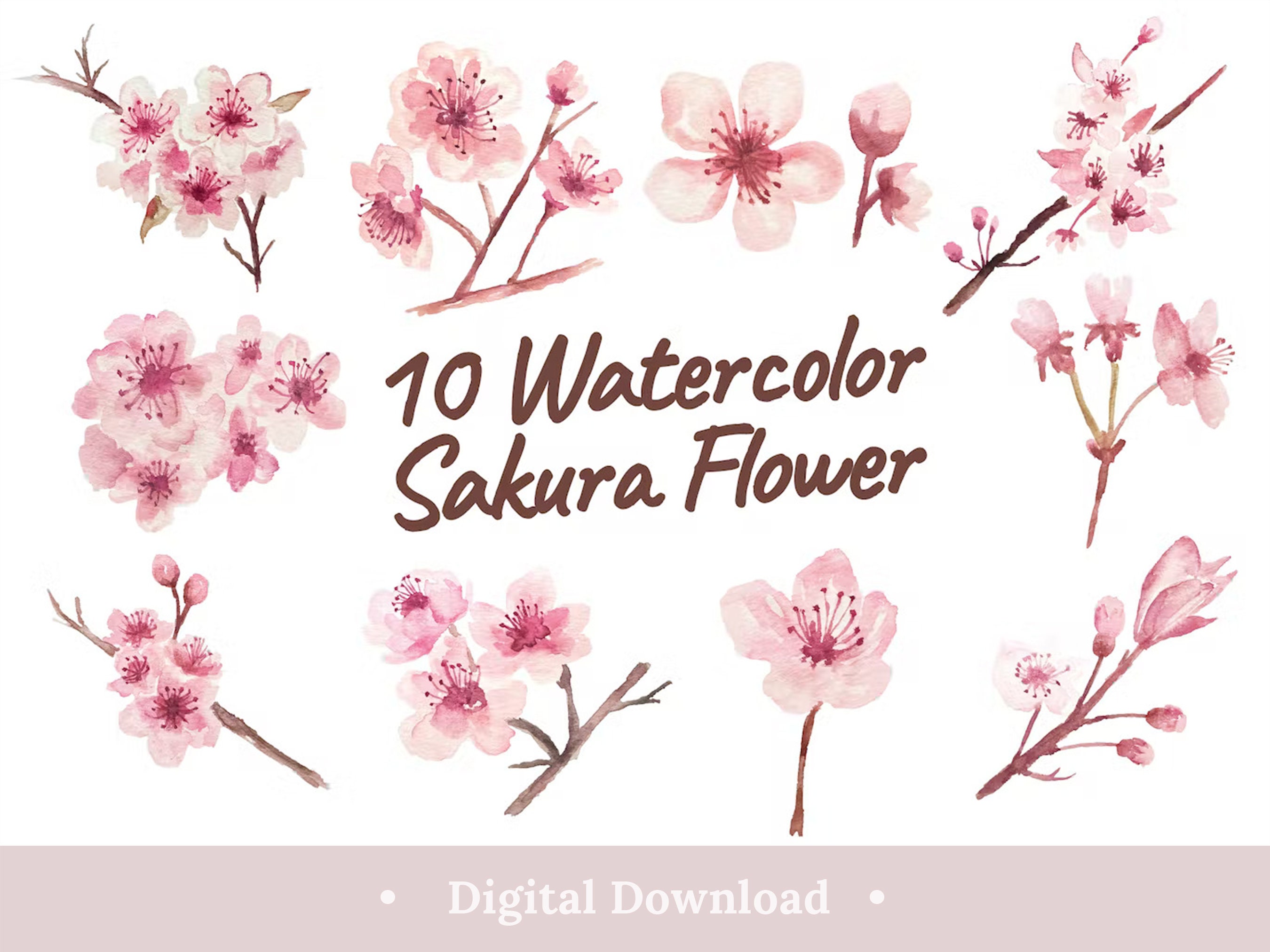 Watercolor Cherry Blossom Clipart Png Elegant Floral Flower Aesthetic ...
