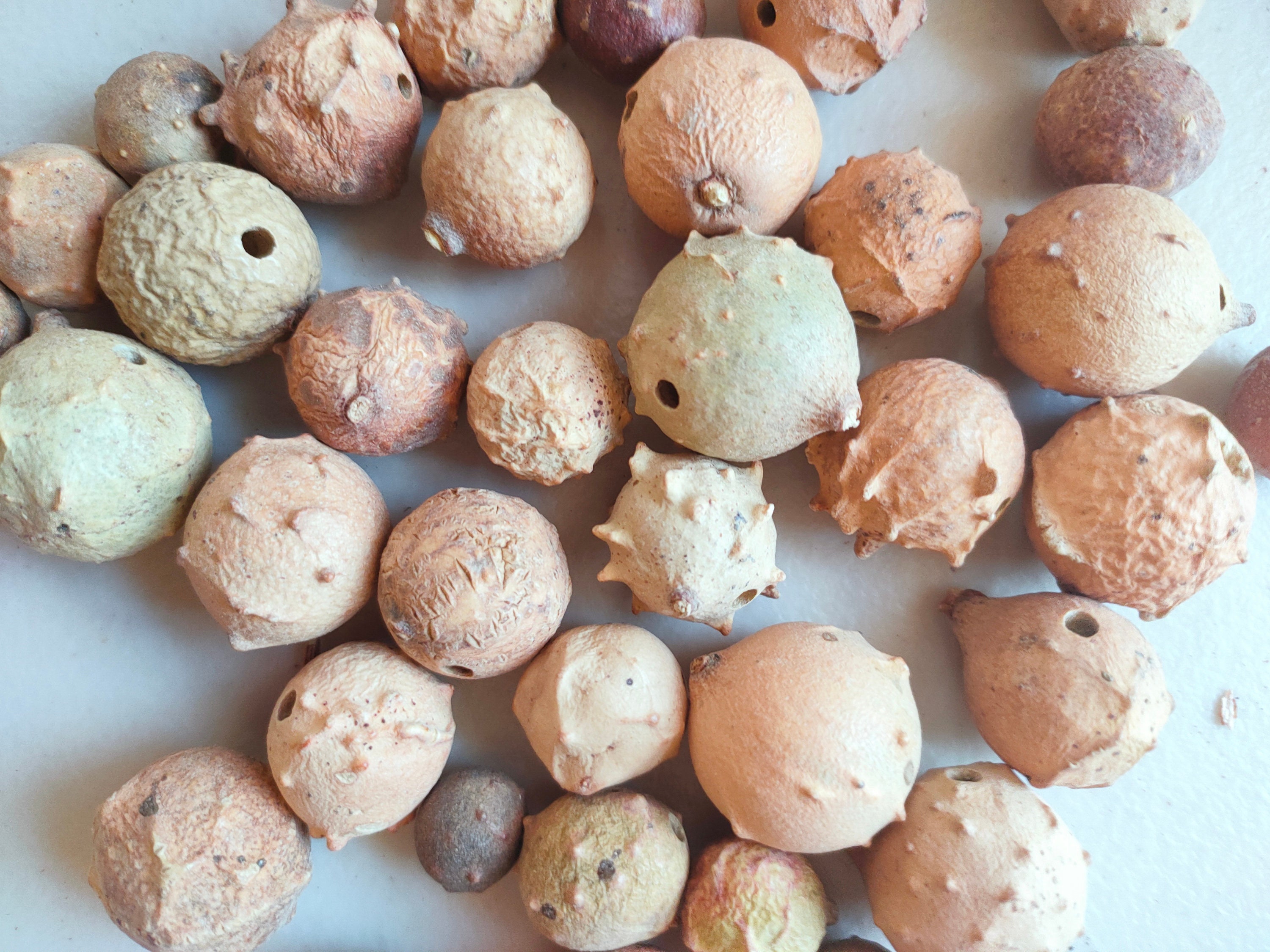 Whole Oak Galls for Arts and Crafts Such as Dyeing Mordanting - Etsy UK