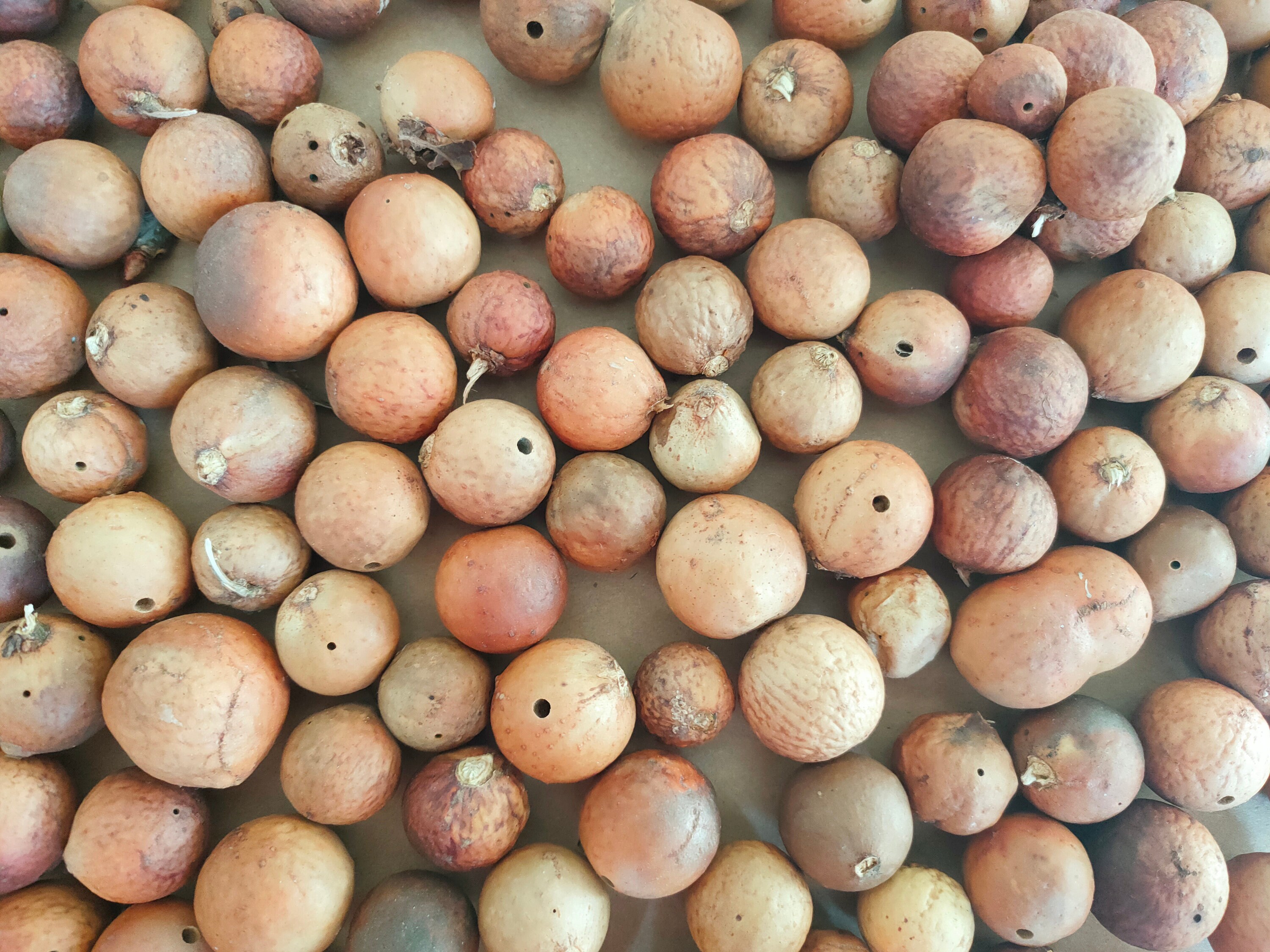 Whole Oak Galls for Arts and Crafts Such as Dyeing Mordanting - Etsy UK