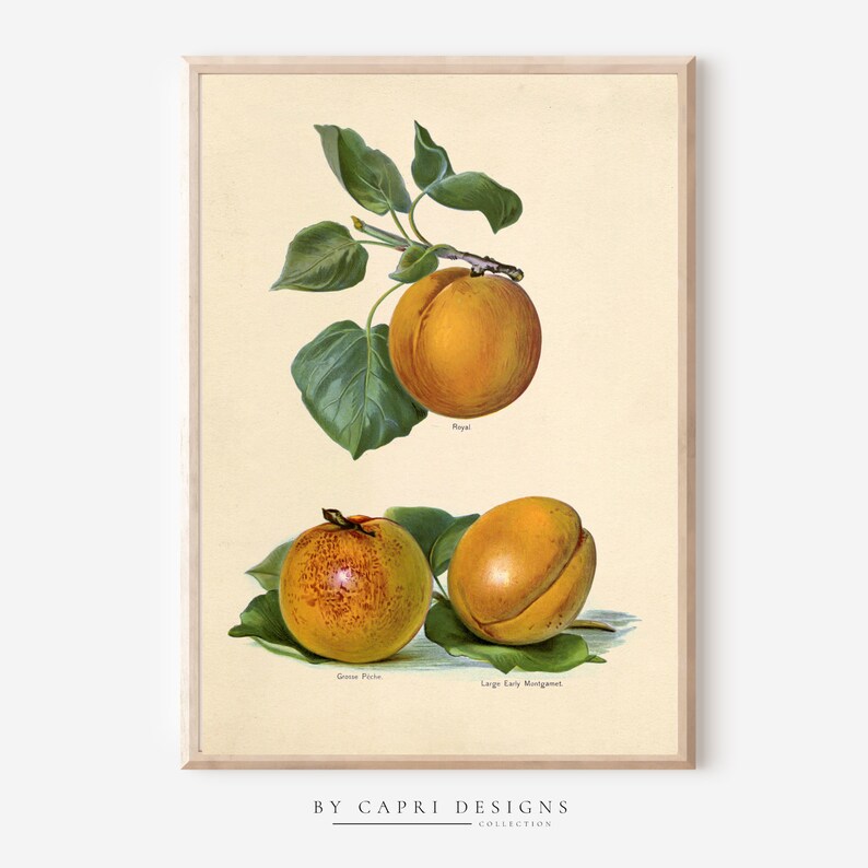 Fruit Prints | Vintage Fruit Prints | Botanical Art | Natural History ...