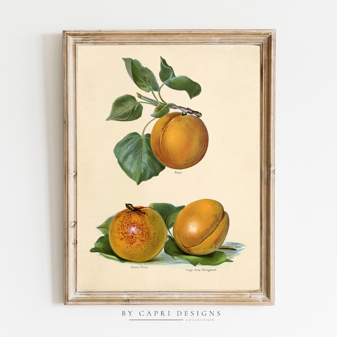 Fruit Prints | Vintage Fruit Prints | Botanical Art | Natural History ...