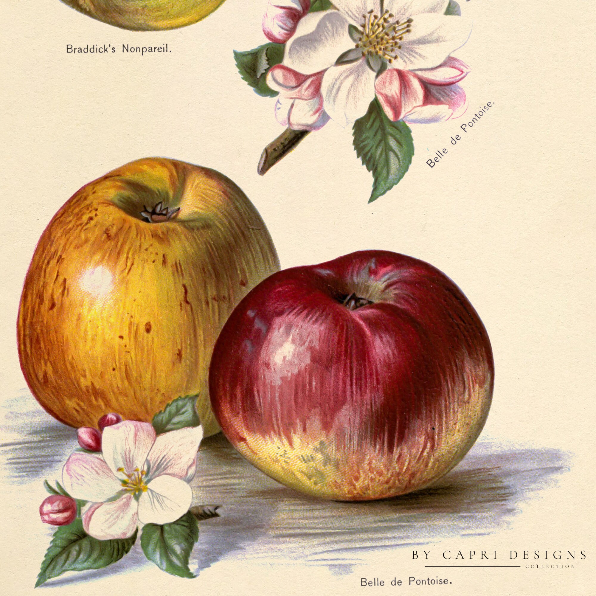 Fruit Prints | Vintage Fruit Prints | Botanical Art | Natural History ...