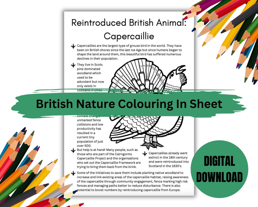 British Nature Colouring and Fact Sheet - Capercaillie - Etsy