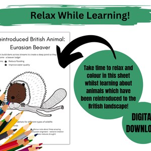 British Nature Colouring in Sheet - Eurasian Beaver - Etsy