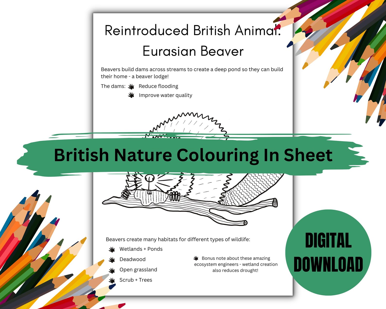 British Nature Colouring in Sheet - Eurasian Beaver - Etsy