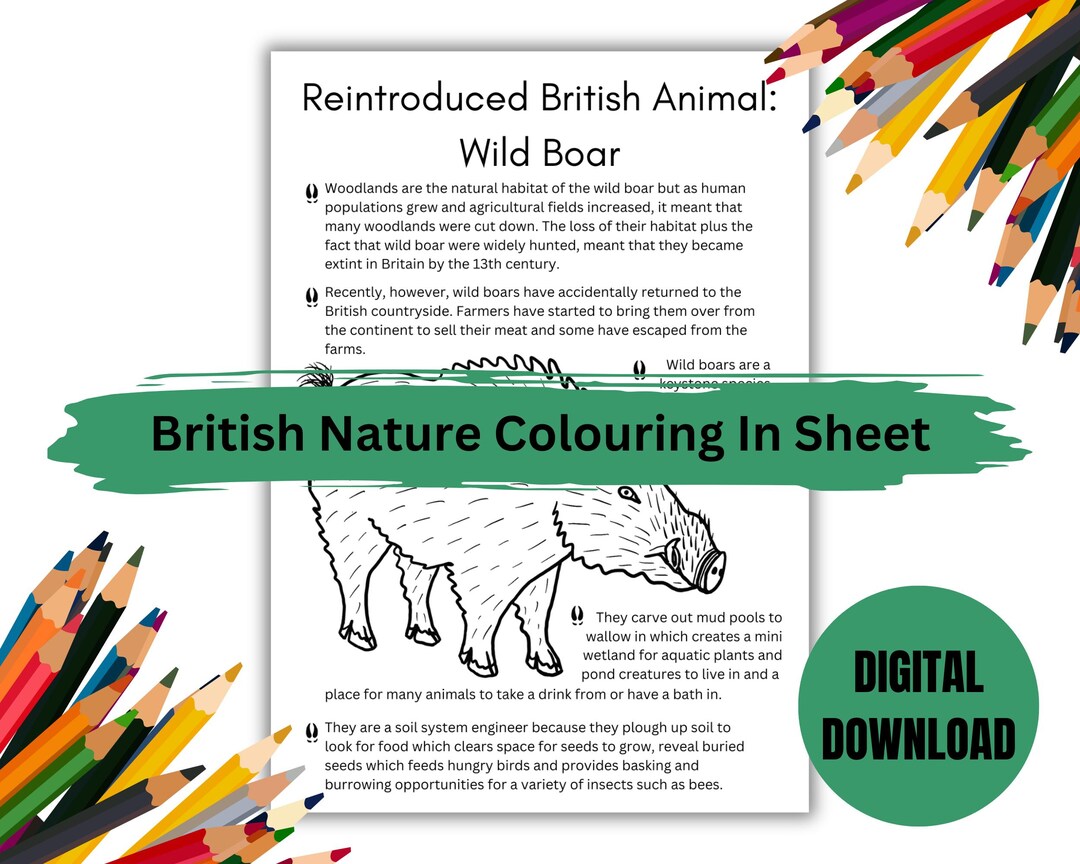 British Nature Colouring in and Fact Sheet - Wild Boar - Etsy