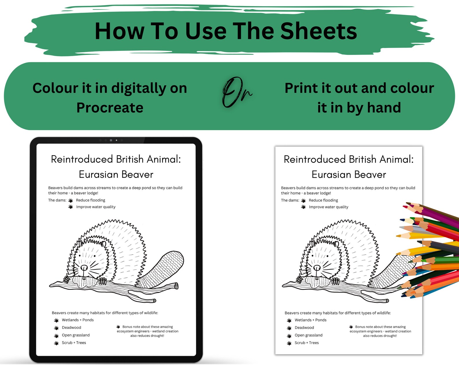 British Nature Colouring in Sheet - Eurasian Beaver - Etsy