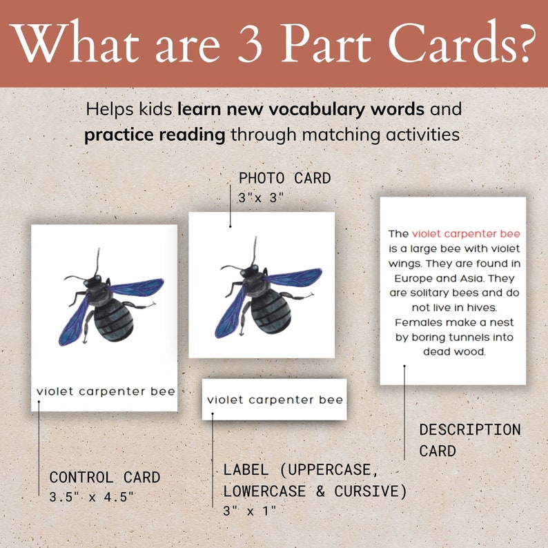 Types of Bee Vocabulary Flashcard, Montessori 3 Part Card Bee Preschool ...