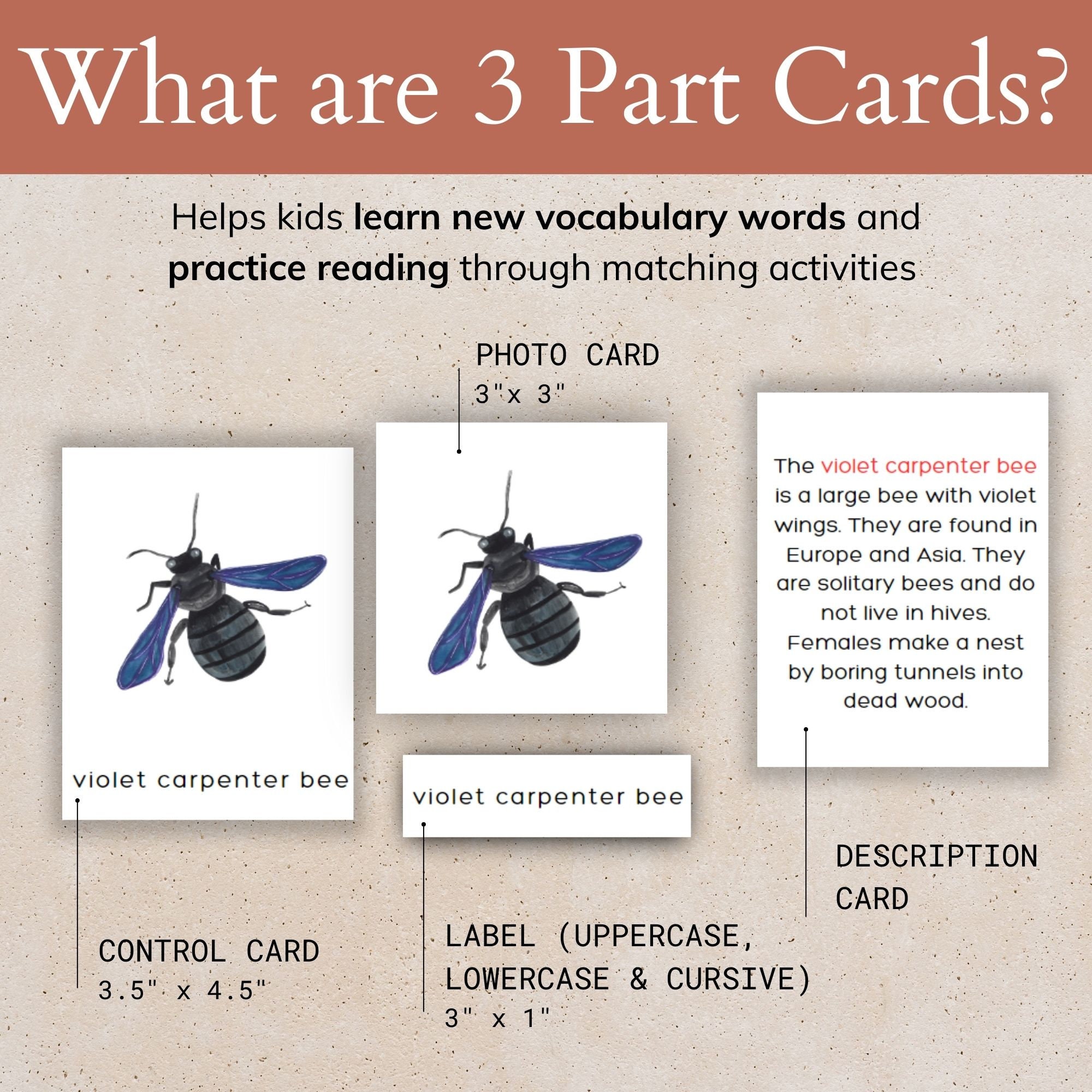 Types of Bee Vocabulary Flashcard, Montessori 3 Part Card Bee Preschool ...