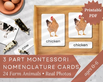 Real Pictures Flash Cards - Etsy