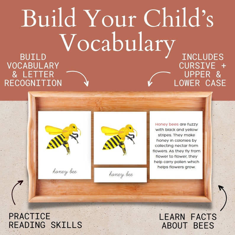 Types of Bee Vocabulary Flashcard, Montessori 3 Part Card Bee Preschool ...