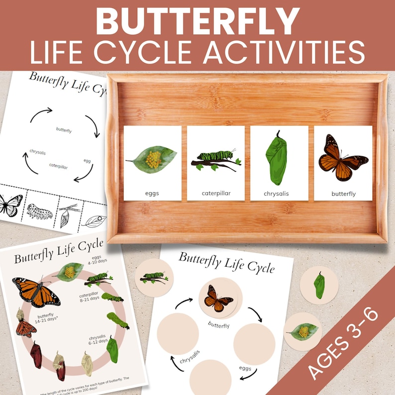 Butterfly Life Cycle Printable for Preschooler, Montessori Butterfly ...