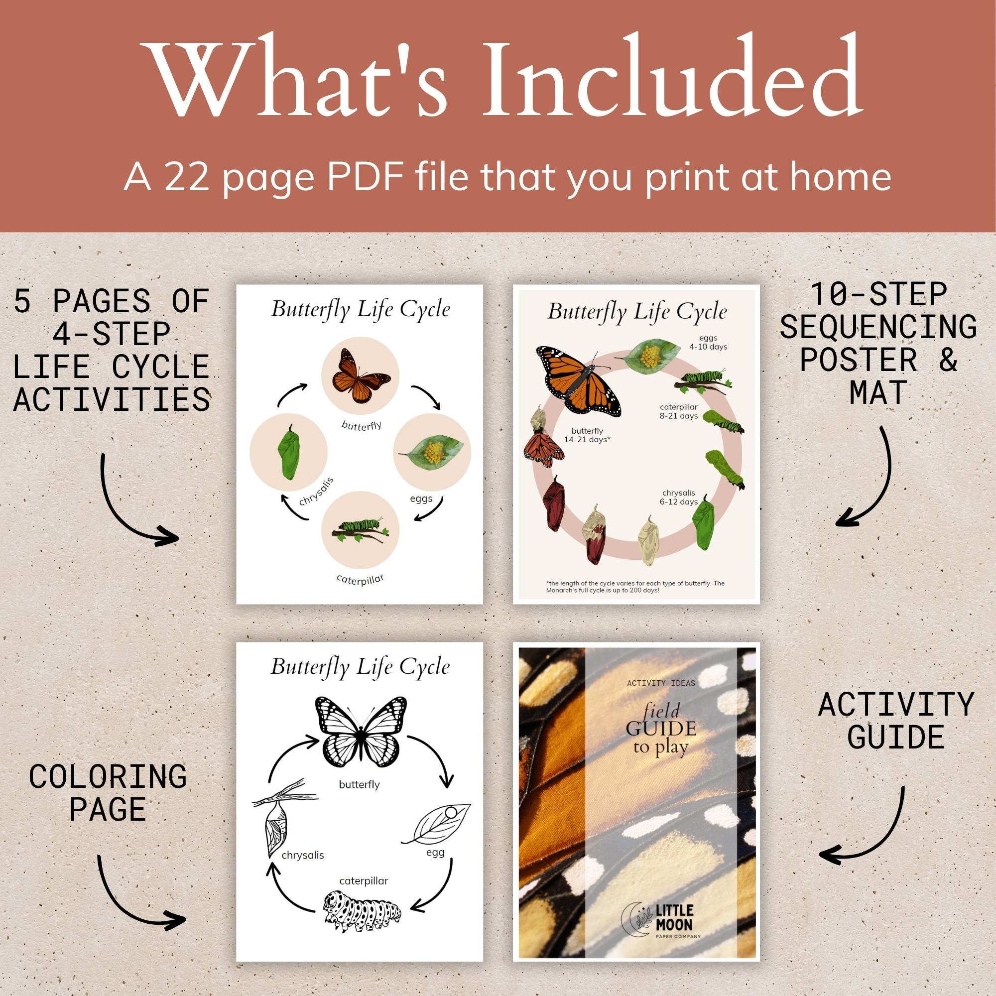 Butterfly Life Cycle Printable for Preschooler, Montessori Butterfly ...