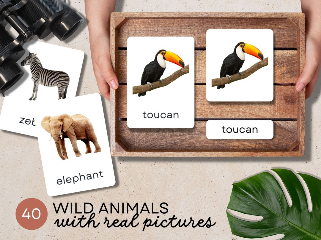 Wild Animal Flashcards for Kids, African Animals Montessori 3 Part ...