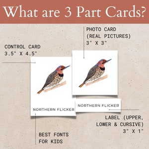 Winter Birds Flashcards Printable, Montessori Winter Activities for ...