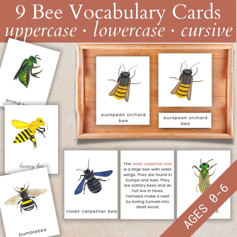 Types of Bee Vocabulary Flashcard, Montessori 3 Part Card Bee Preschool ...