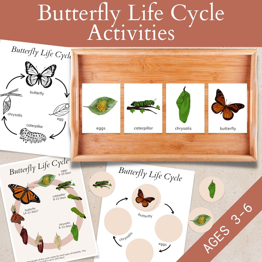 Butterfly Life Cycle Printable for Preschooler, Montessori Butterfly ...