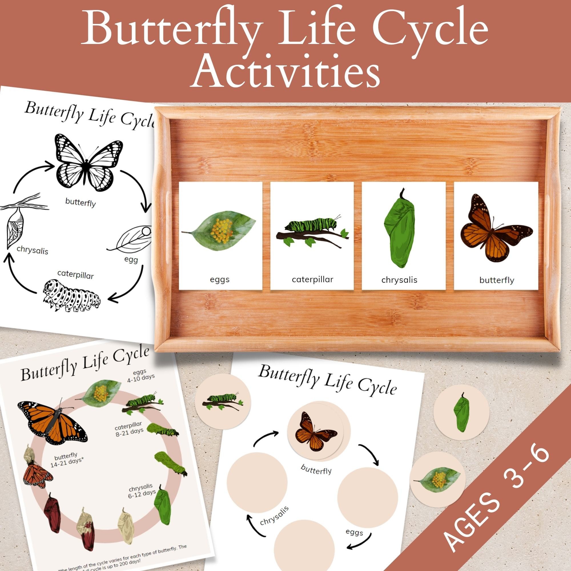 Butterfly Life Cycle Printable for Preschooler, Montessori Butterfly ...