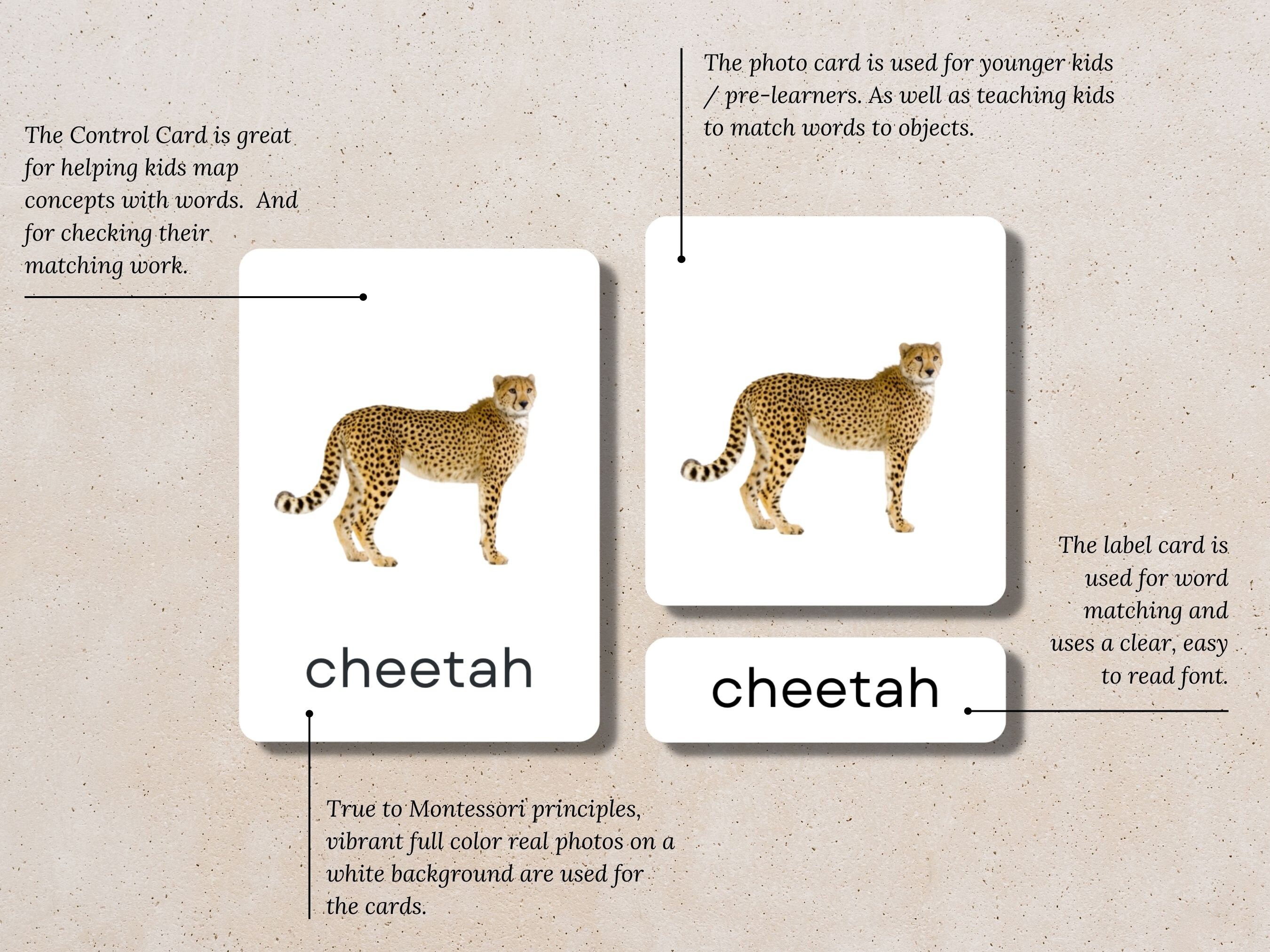 Wild Animal Flashcards for Kids, African Animals Montessori 3 Part ...