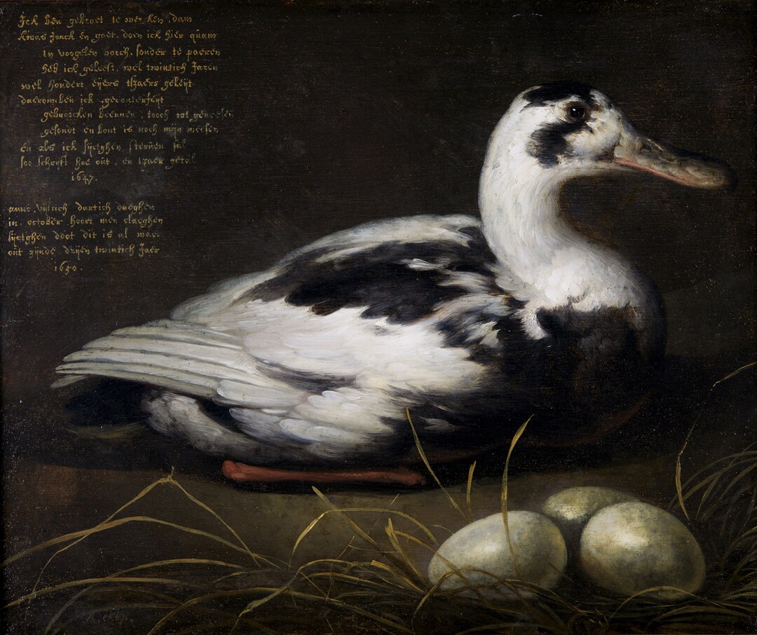 Aelbert Cuyp Portrait of the Duck Sijctghen Canvas Print Wall Art ...