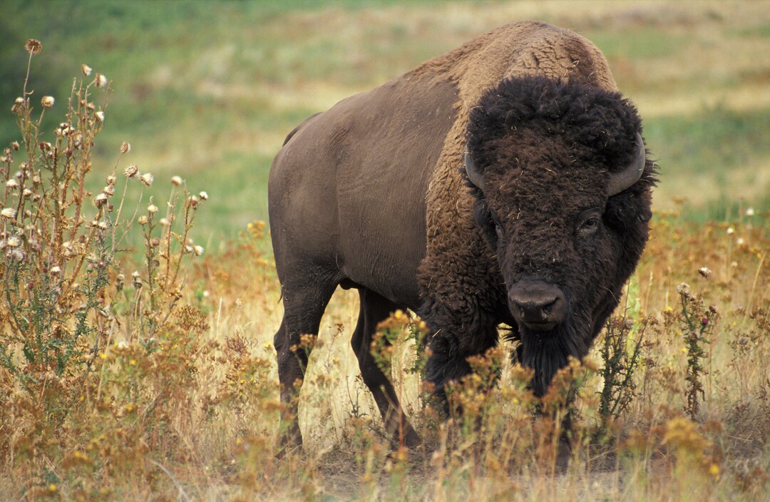 American Bison Canvas Print Wall Art,bison Poster,bison Painting,bison ...