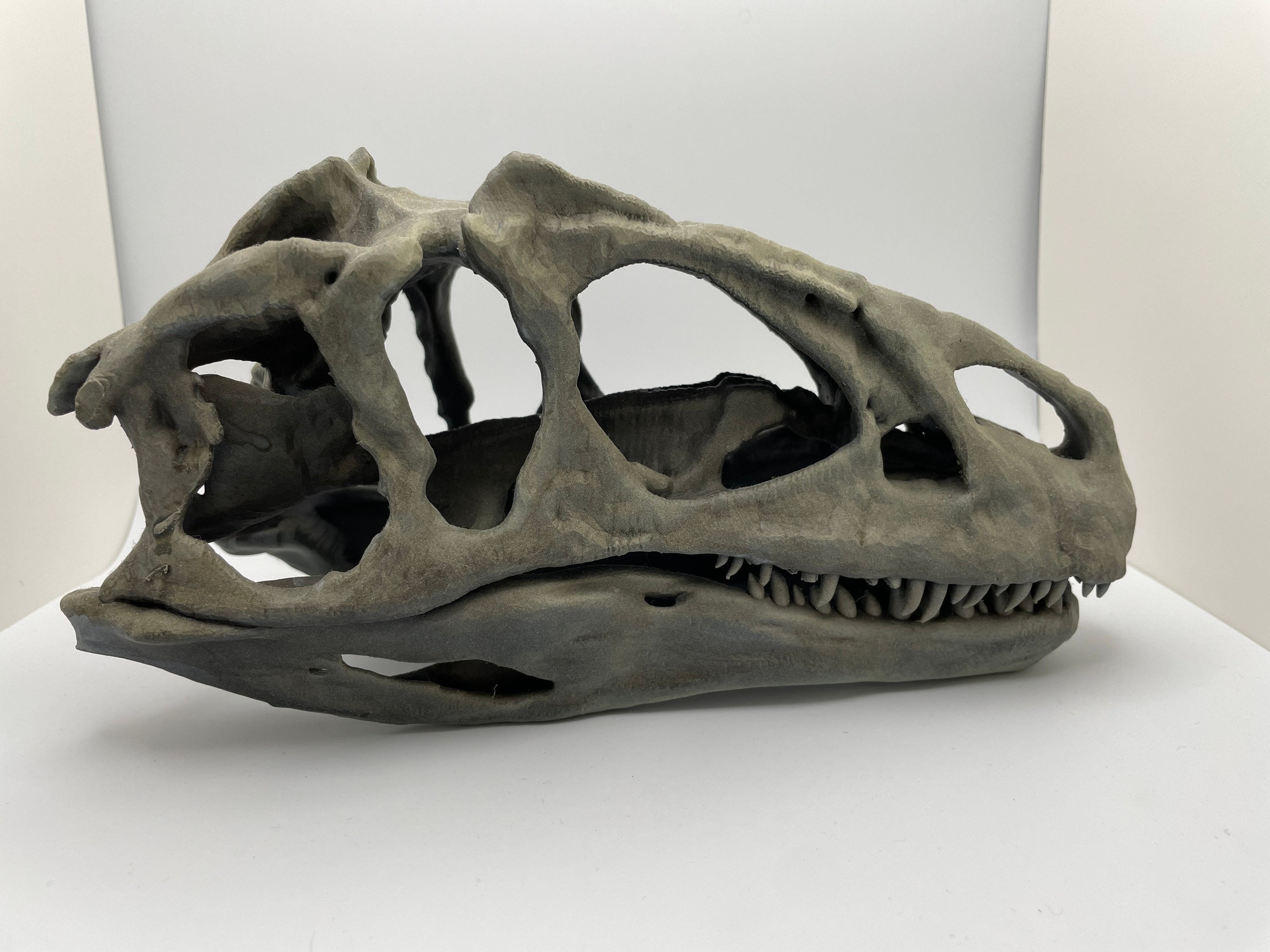 Allosaurus Skull Replica