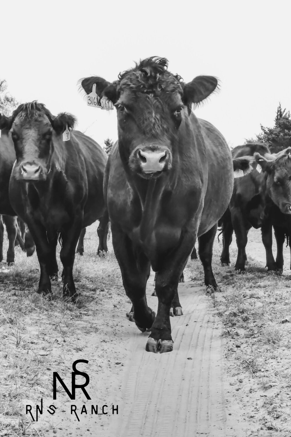 Leader of the Pack Digital Download Ranch Life Cattle Photography Farm ...