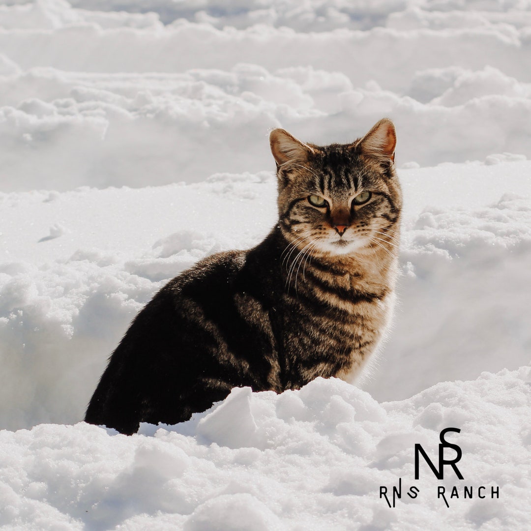 Shadow the Ranch Kitty Digital Download Ranch Life Cat Photography Farm ...