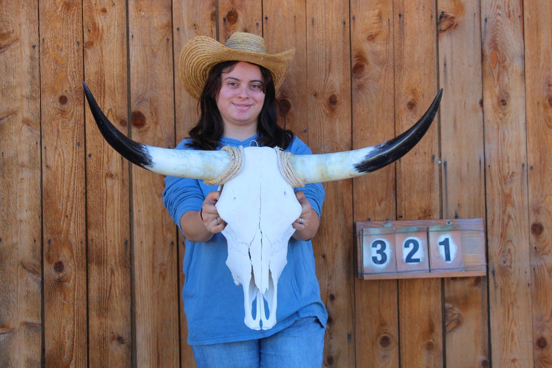 HS321 2' 9 Steer Skull POLISHED HORNS Mounted ART Cow Bulllonghorn - Etsy