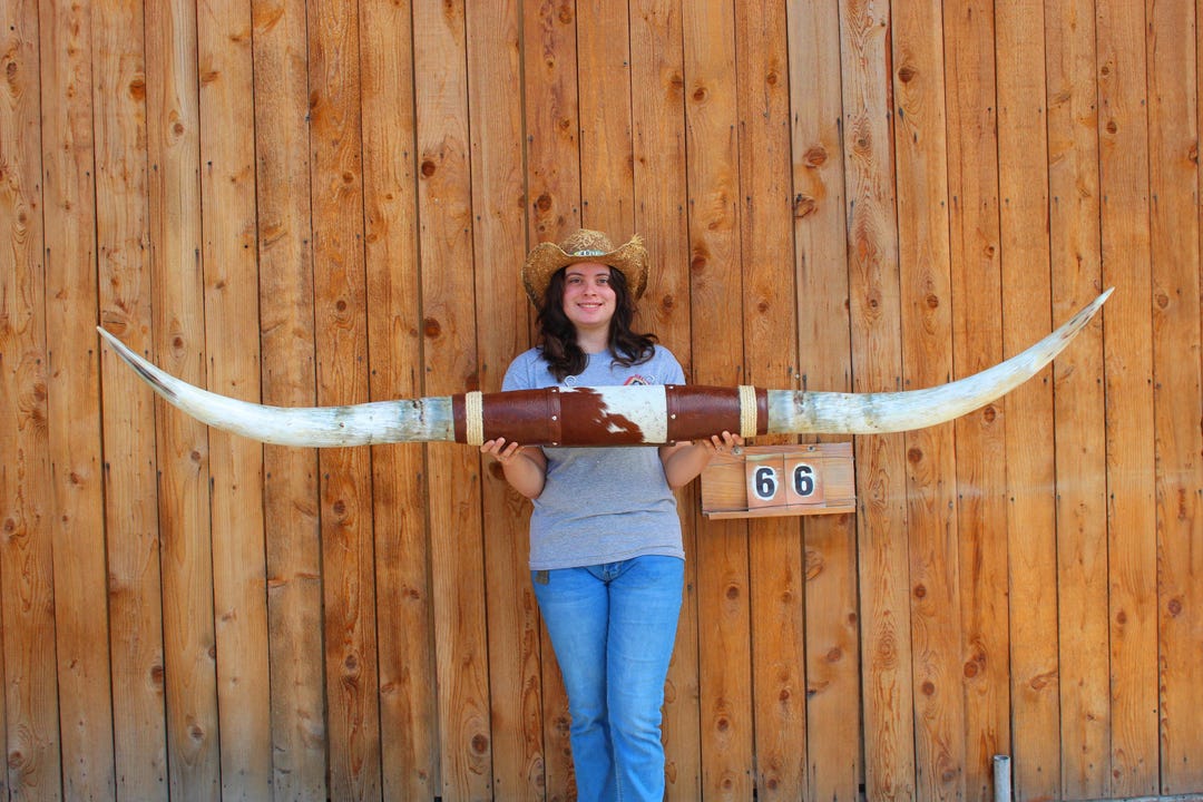LH66 - 6' 10" Mounted Bullhorn ART!! Western Decor! No Skull Steer ...